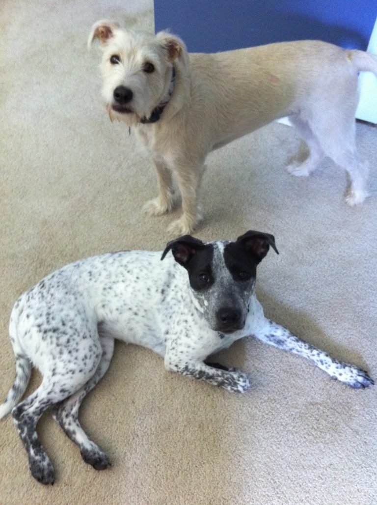 Brooke & Morgan - Burkhardt Law